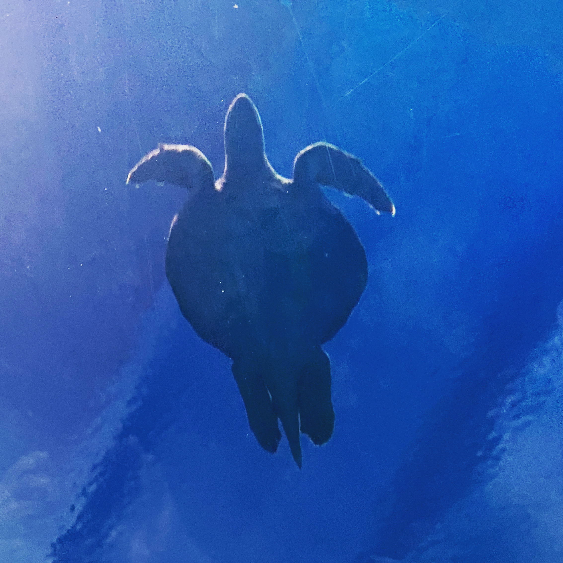 Sea Turtles Soar to Freedom: 107 Rehabilitated Turtles Released by US ...