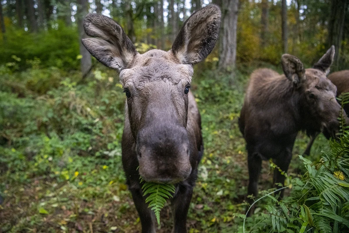 Newly Rescued Moose Calves Take Center Stage at Northwest Trek Wildlife ...