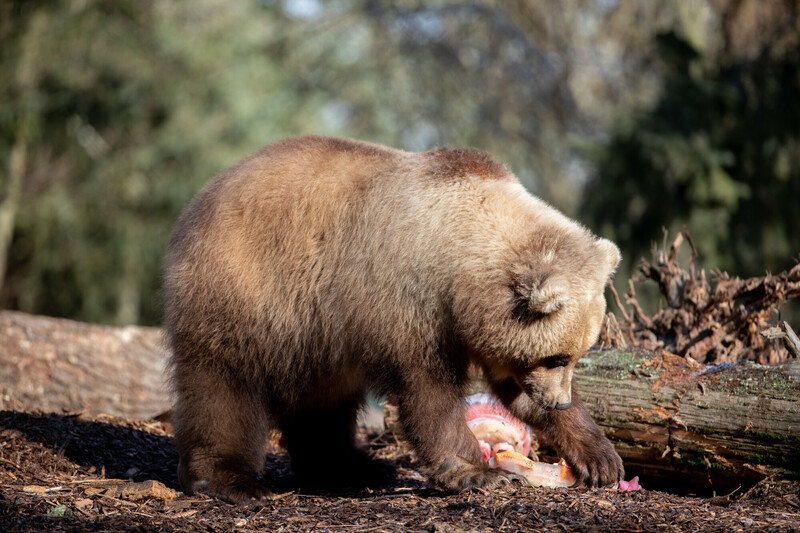 Celebrating Fern and Juniper: The Adorable Brown Bear Cubs' 1st ...