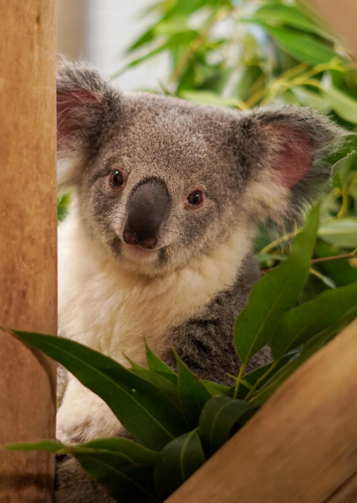 Palm Beach Zoo Introduces Adorable Queensland Koala Ellin - ZooReviews