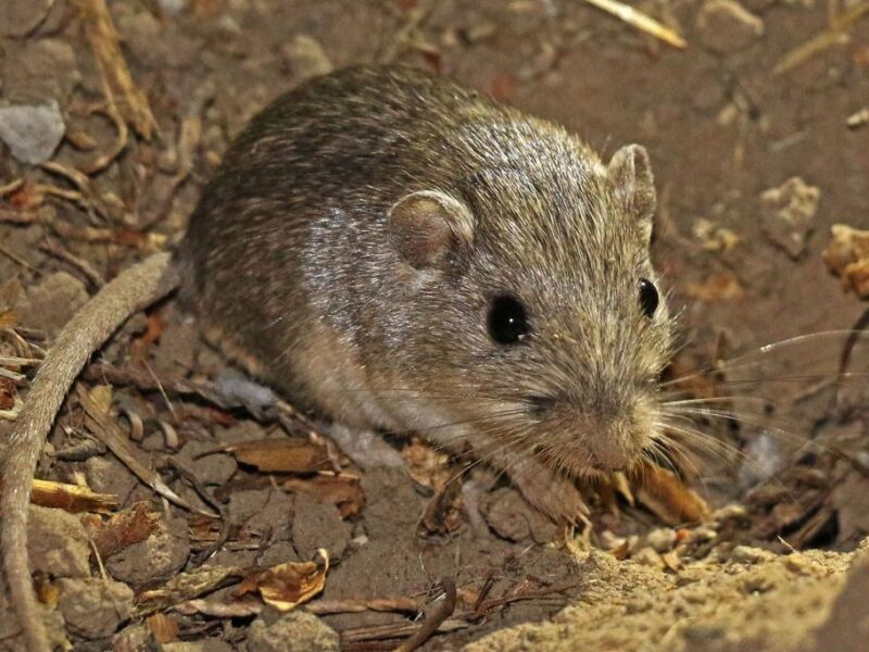 Conservation Projects Archives - ZooReviews