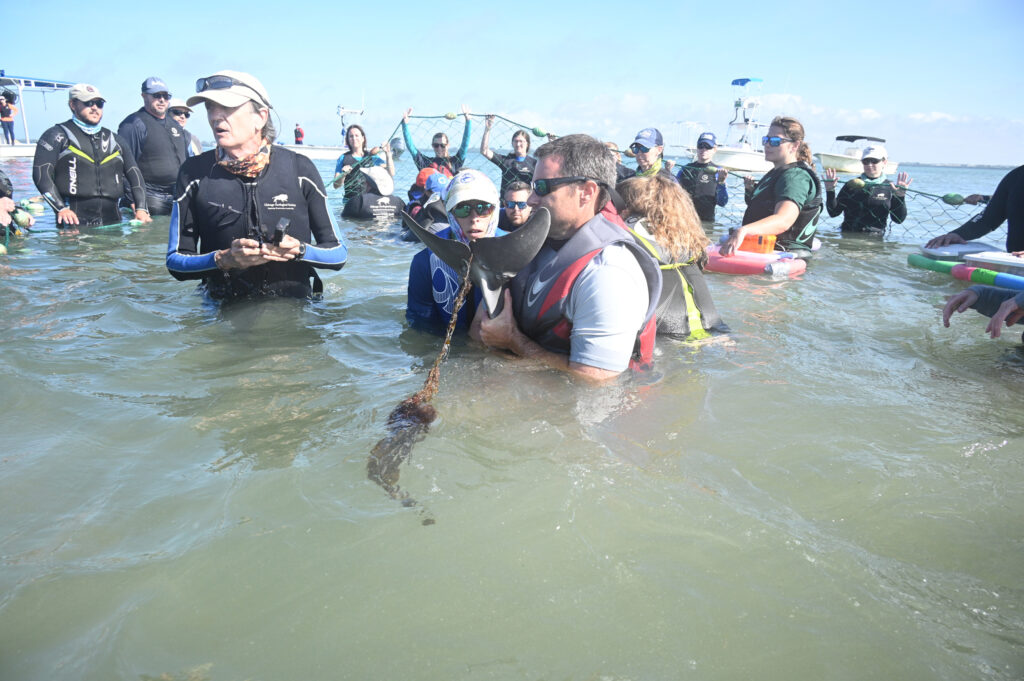 Successful Rescue of Entangled Dolphin Calf in Sarasota Bay - ZooReviews