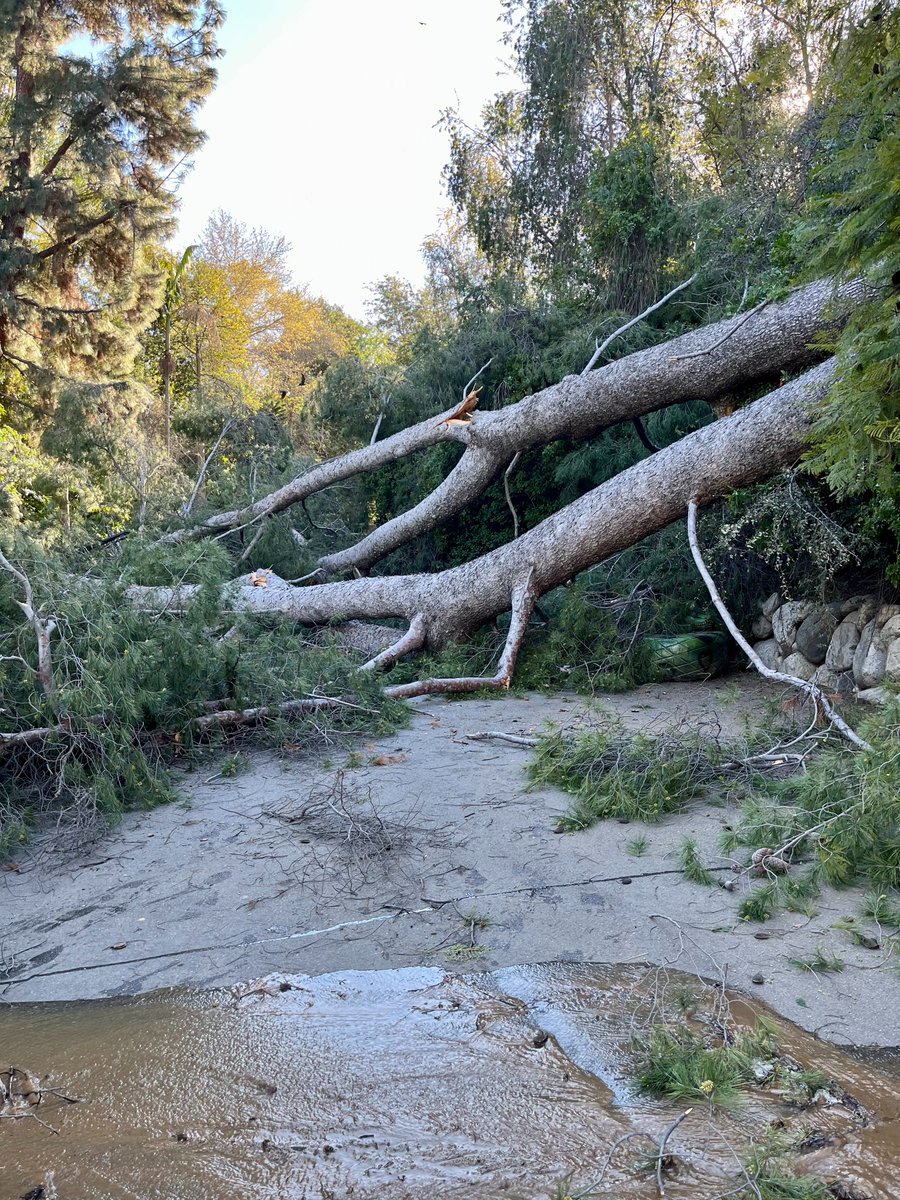 LA Zoo Swiftly Handles Downed Tree Incident with No Injuries to Guests ...